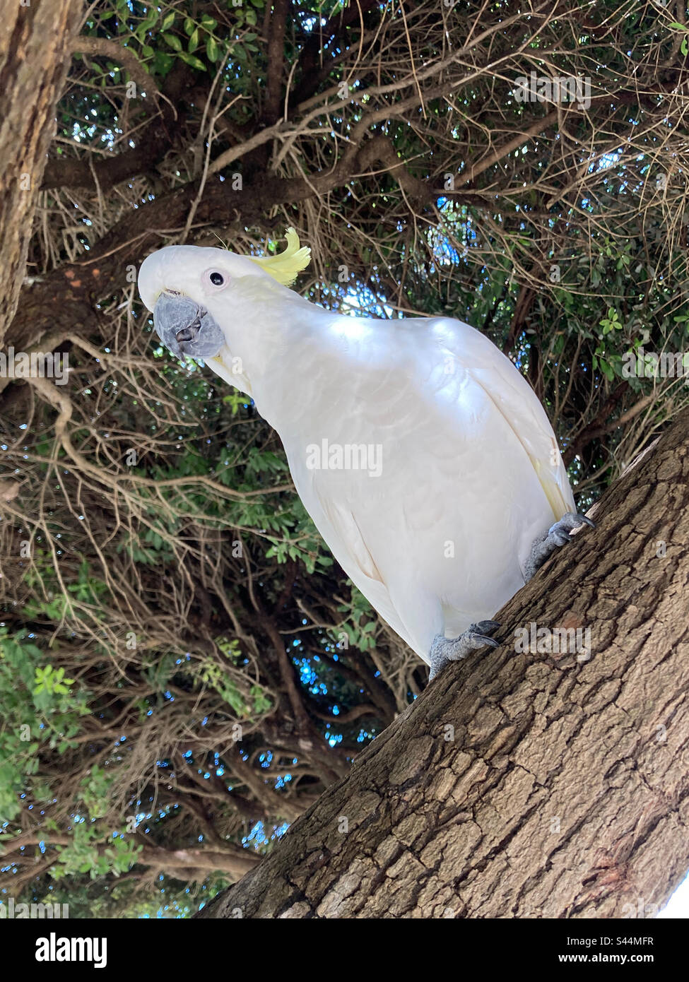White Cockatoo Victoria Australia Stock Photo - Alamy