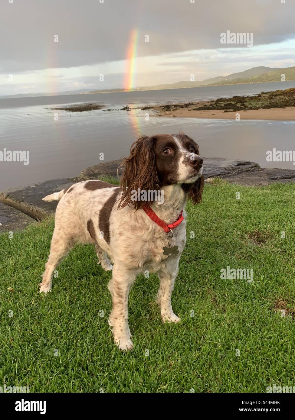 Dog rainbow hi-res stock photography and images - Alamy