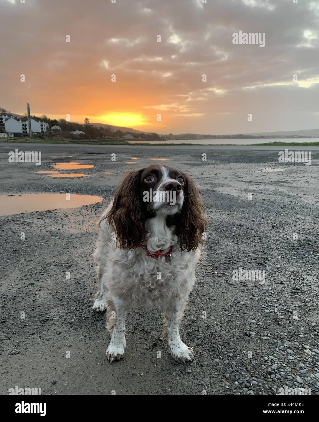 Dog dawn hi-res stock photography and images - Alamy