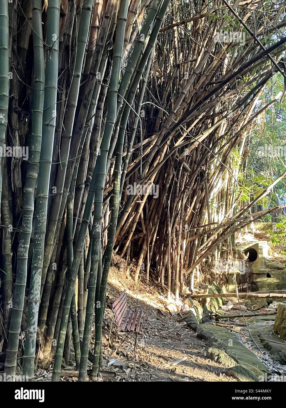 Bamboo garden hi-res stock photography and images - Alamy