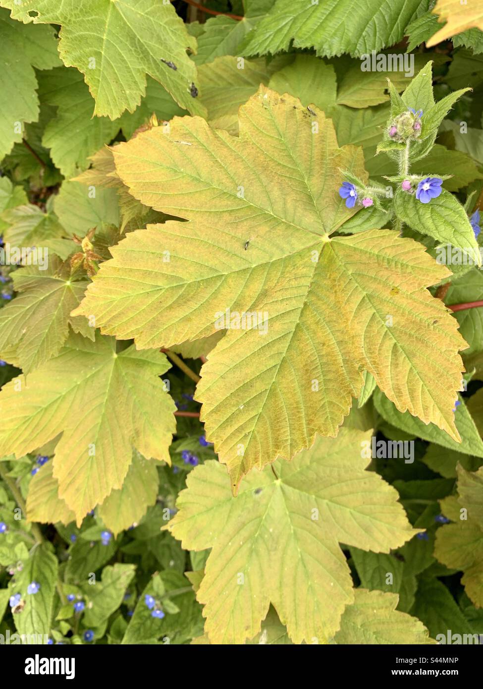 Sycamore tree leaves hi-res stock photography and images - Alamy