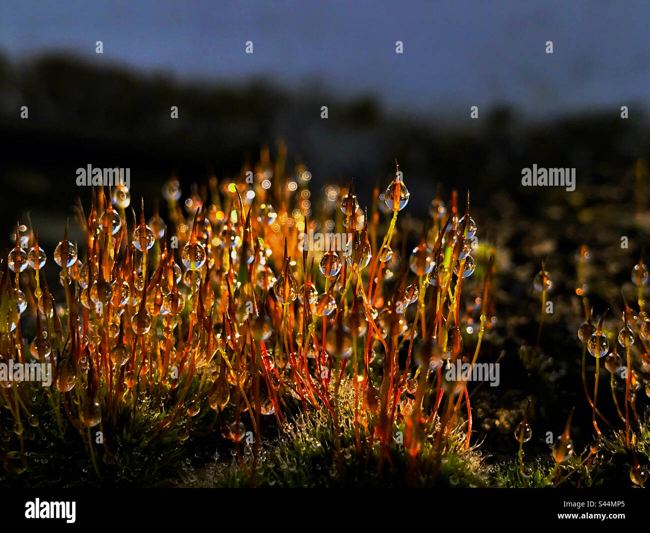 Morning light on moss hi-res stock photography and images - Alamy