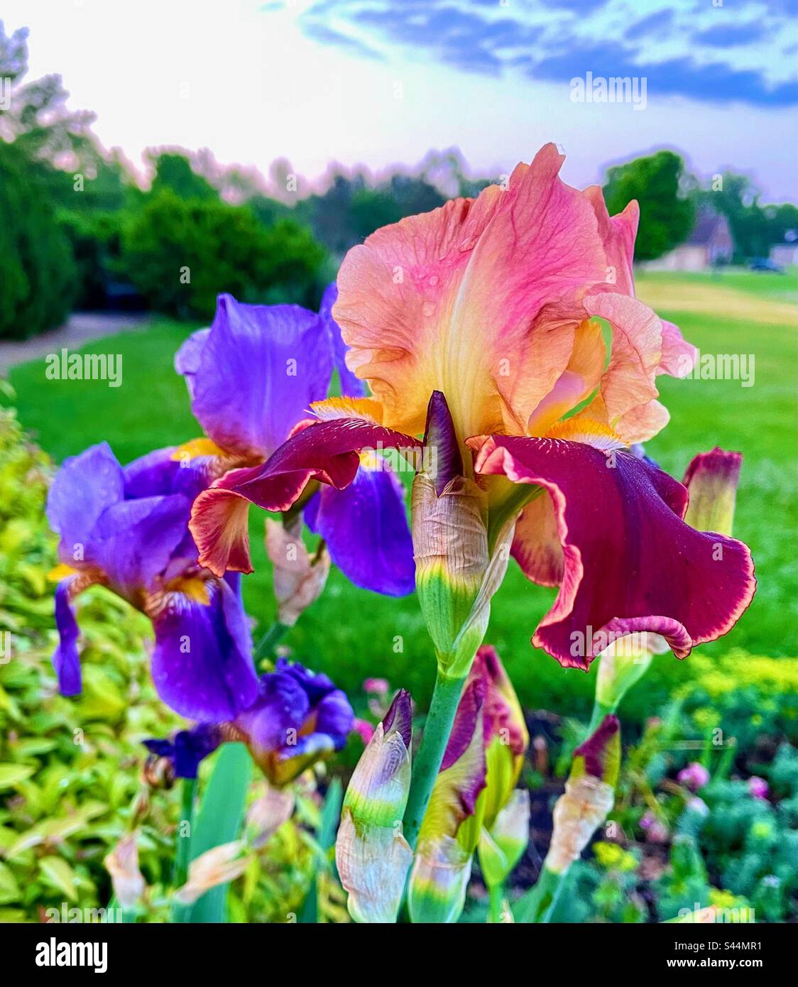 Colorful irises hi-res stock photography and images - Alamy