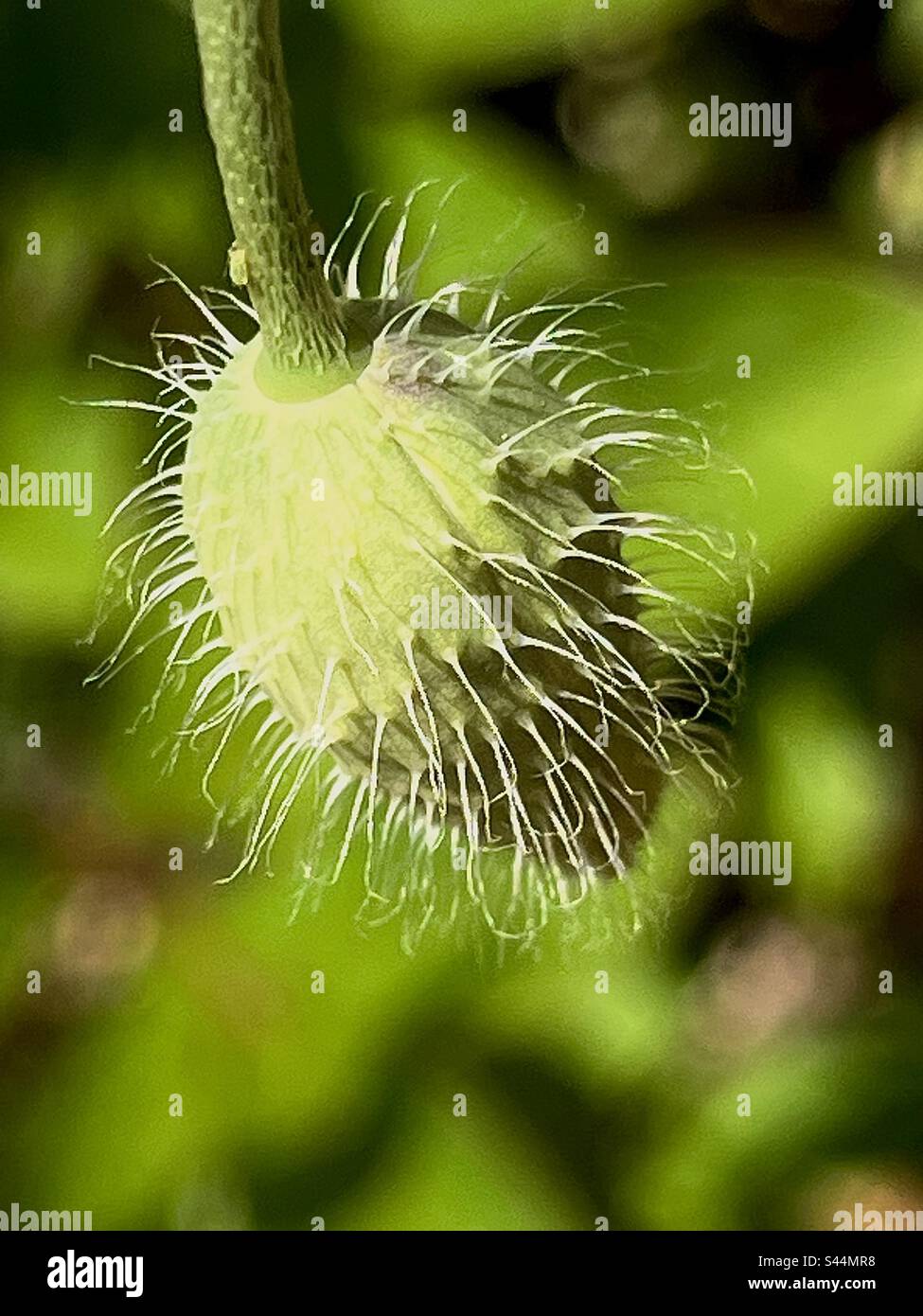 Open poppy head hi-res stock photography and images - Alamy