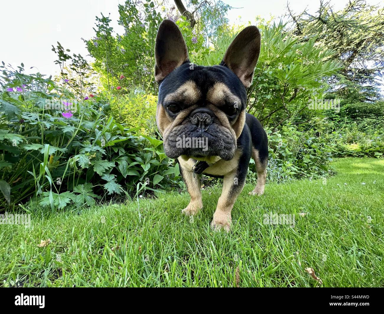 Bulldog summer hi-res stock photography and images - Alamy