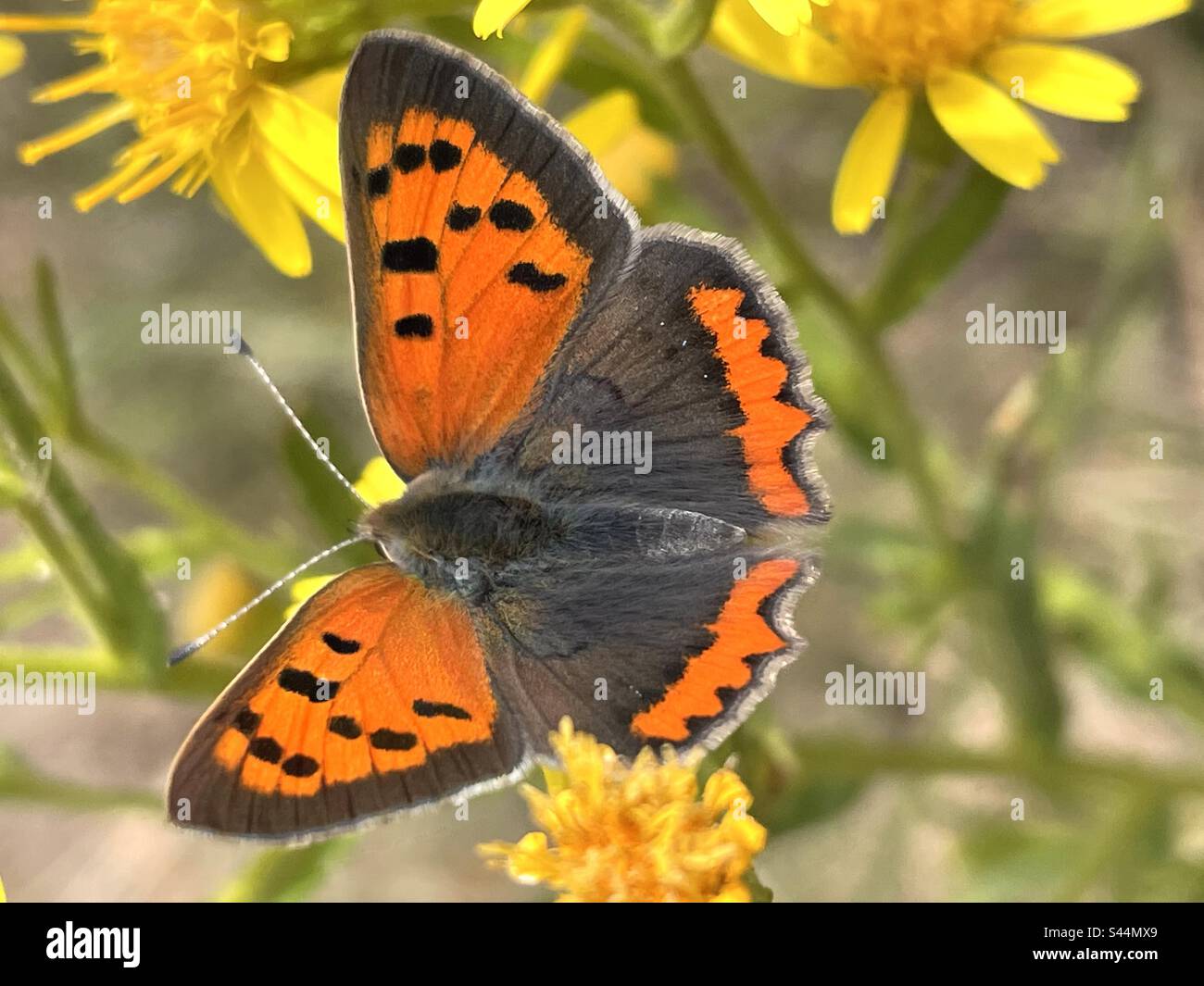 Common Copper butterfly Stock Photo - Alamy