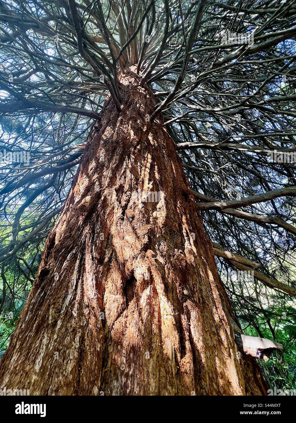 Dead branchs hi-res stock photography and images - Alamy