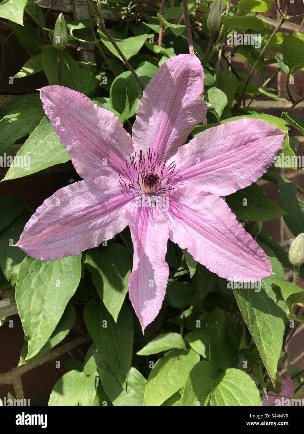 Pink clematis flower hi-res stock photography and images - Alamy