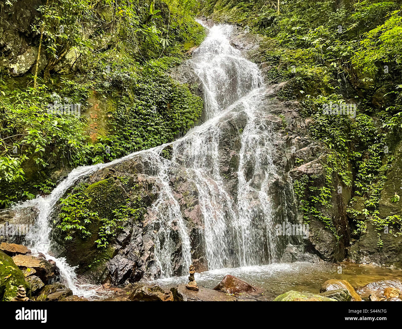 Rainforest creatures hi-res stock photography and images - Alamy