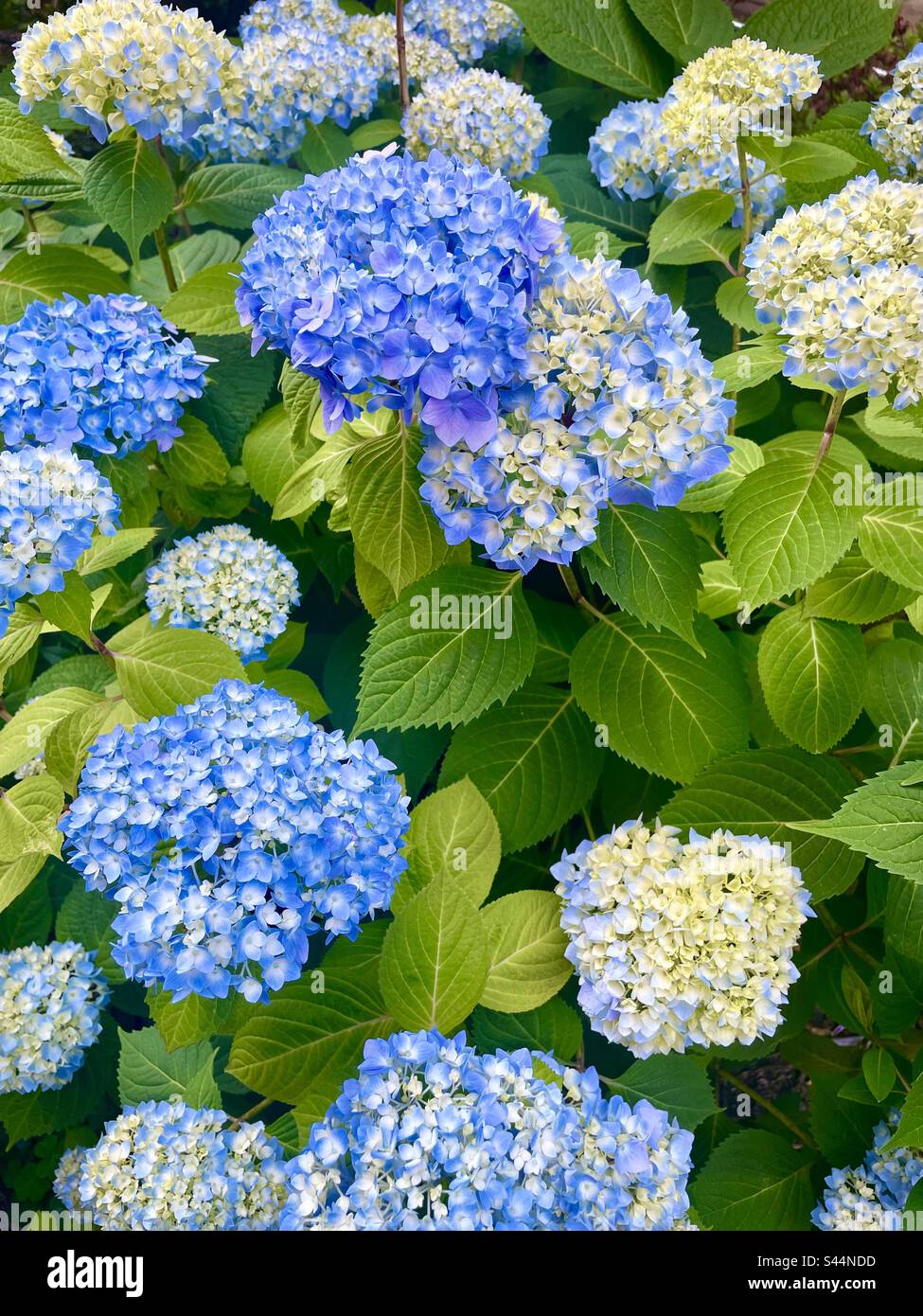 Blue and yellow hydrangeas Stock Photo - Alamy