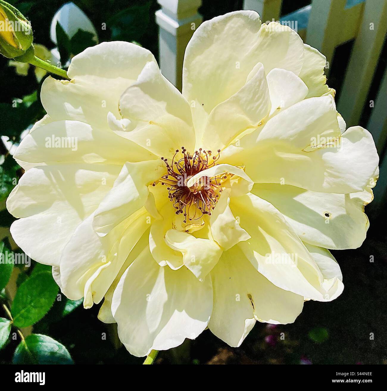 Large yellow flower hi-res stock photography and images - Alamy