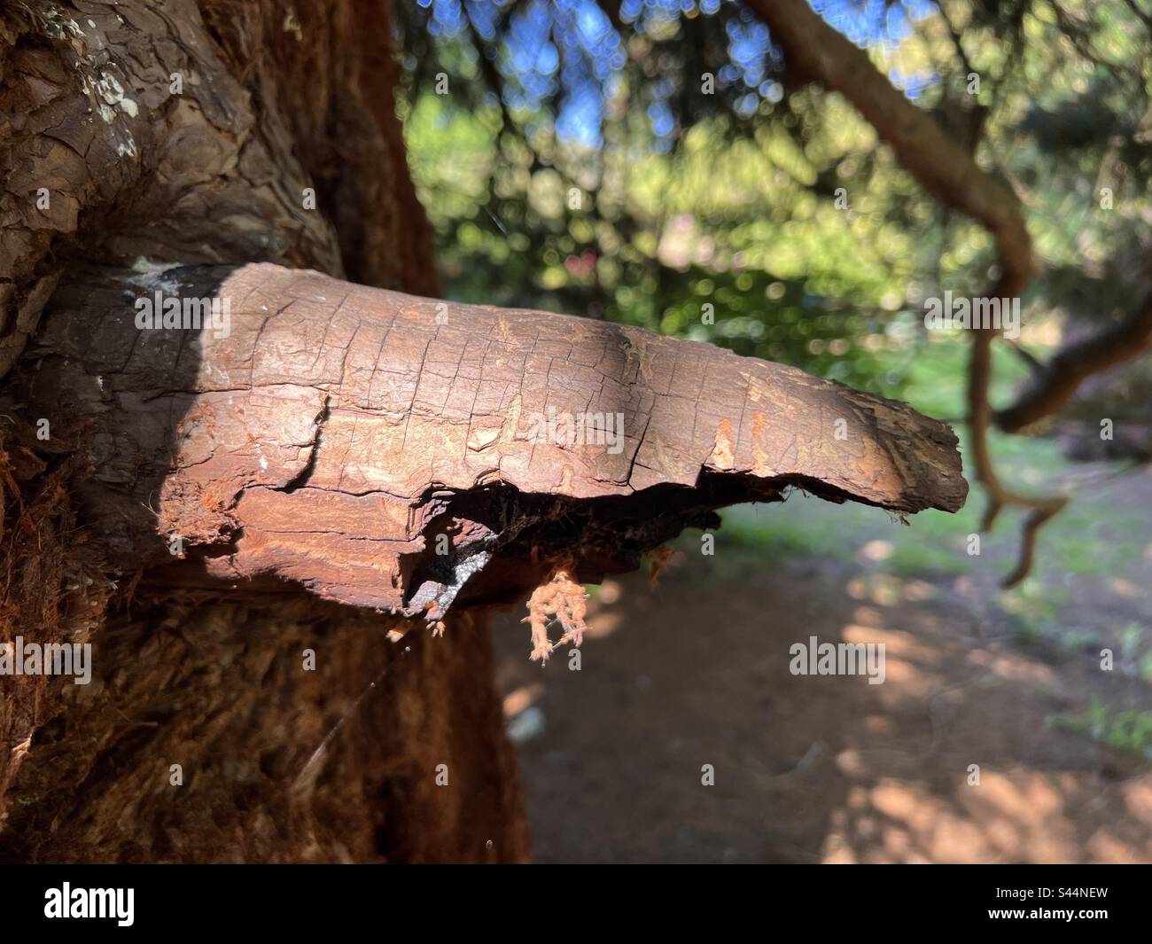 Tree branch broken hi-res stock photography and images - Alamy