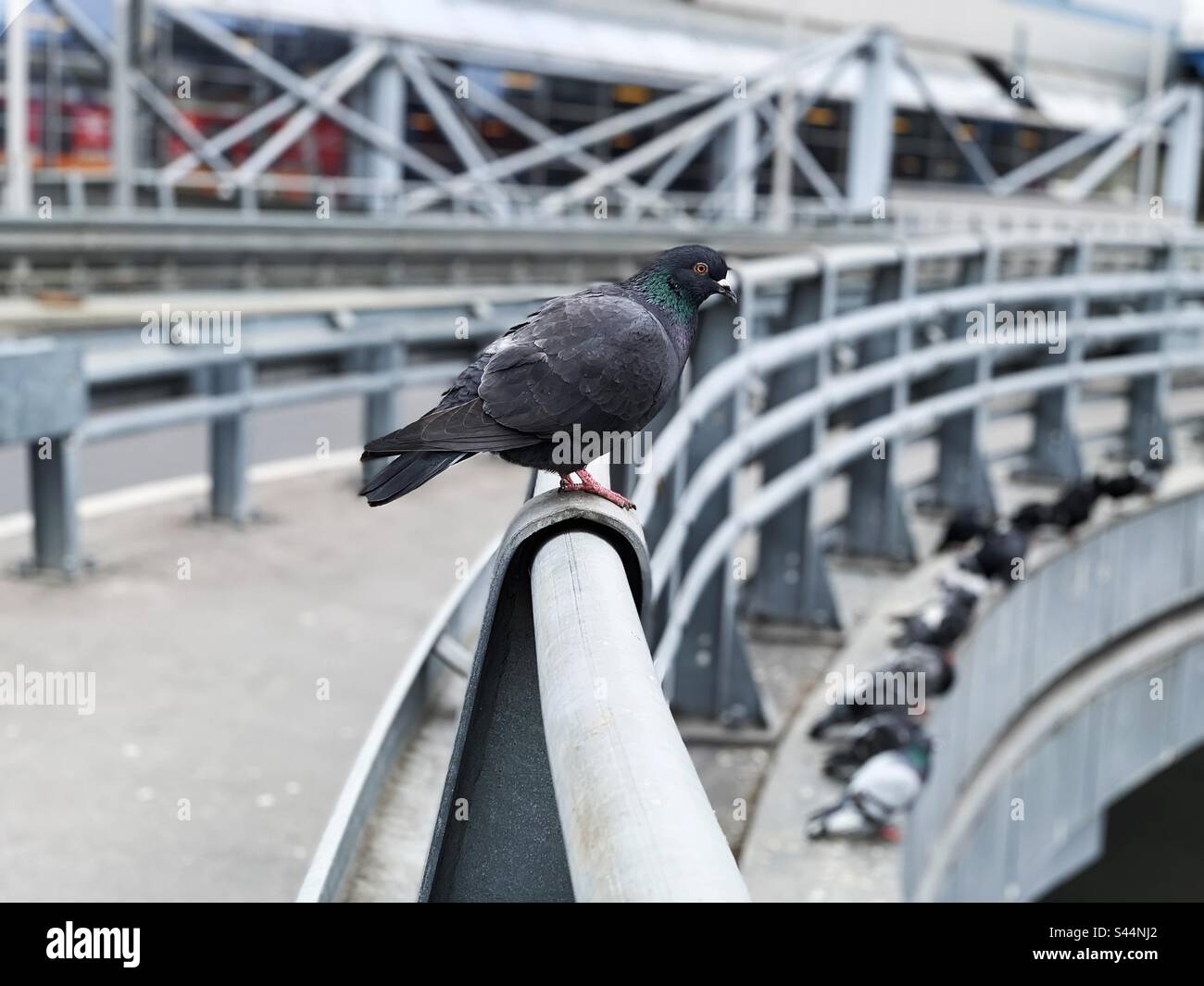Pigeons in the city Stock Photo - Alamy