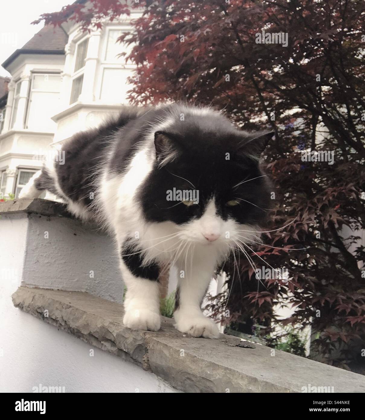 Exercise for cats hi-res stock photography and images - Alamy