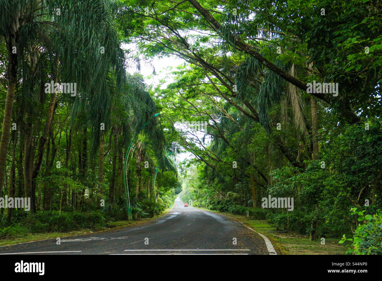 Cover of the jungle hi-res stock photography and images - Alamy