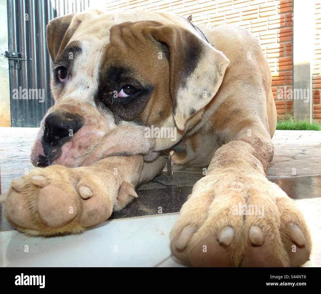 Perro boxer hi-res stock photography and images - Alamy