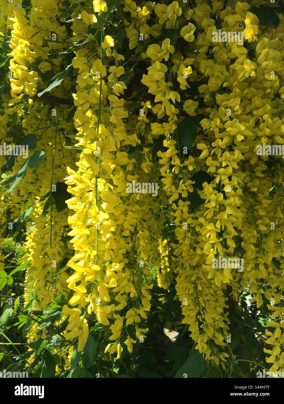 Laburnum flowers hi-res stock photography and images - Alamy