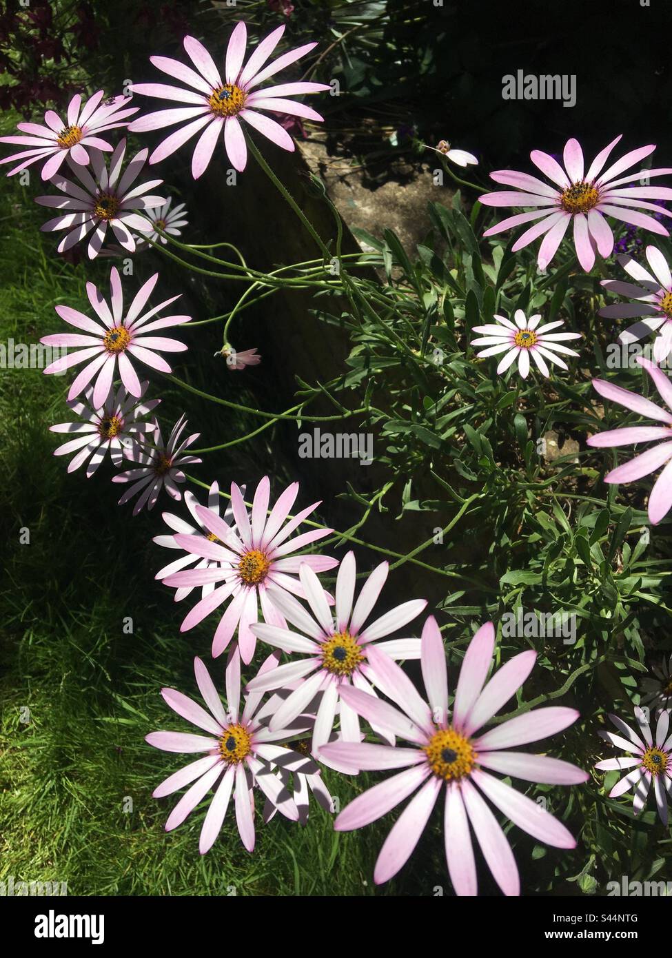 Beautiful giant hi-res stock photography and images - Alamy