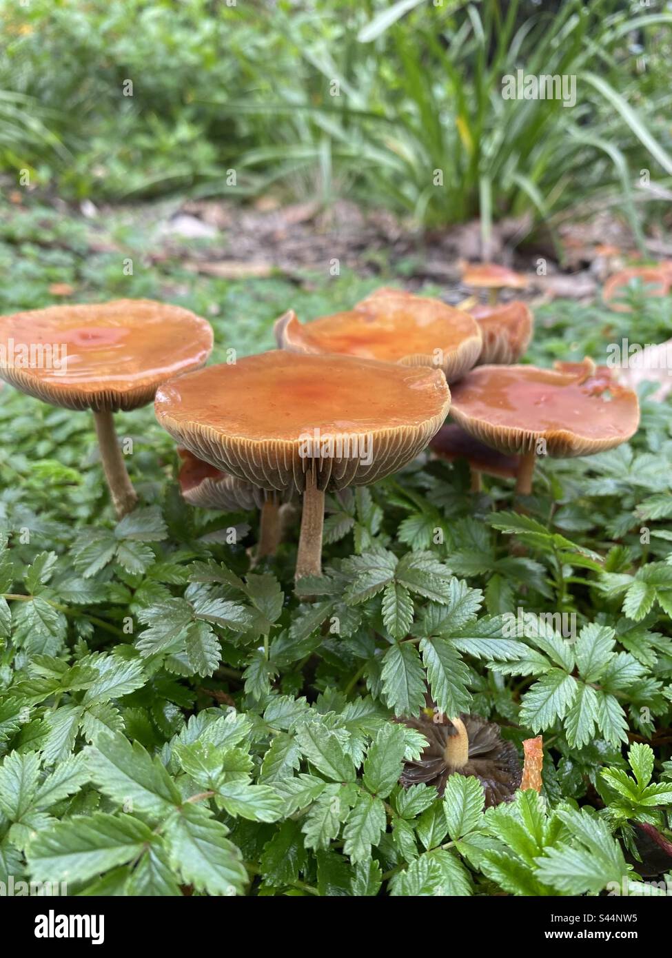 Fungi in Autumn Stock Photo - Alamy