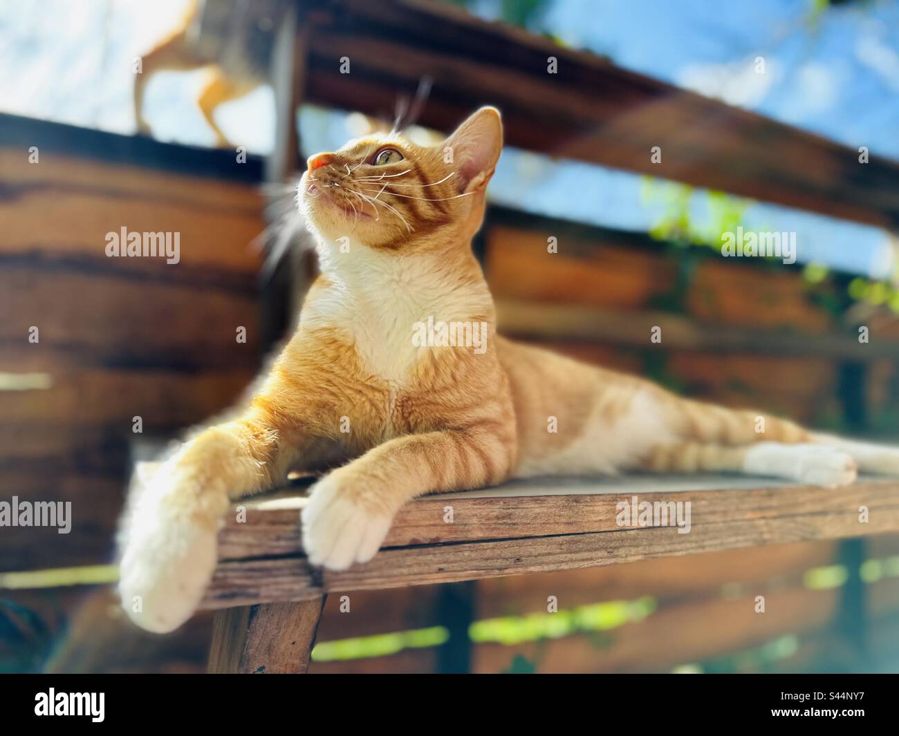 Cat under the sun hi-res stock photography and images - Alamy