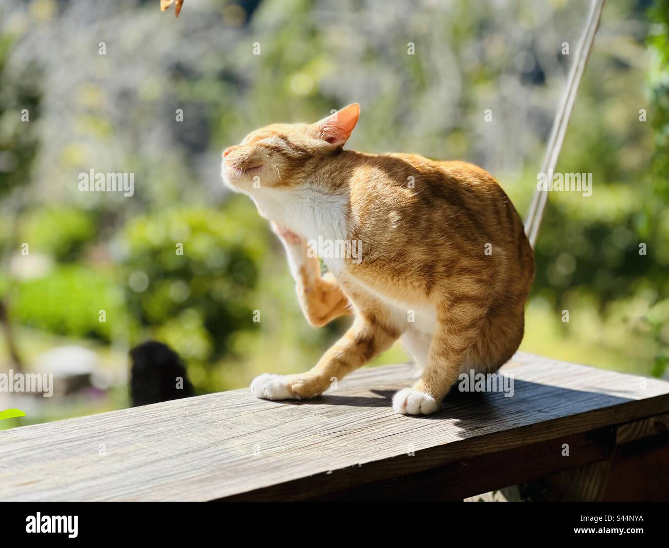 Cat in sun hi-res stock photography and images - Alamy
