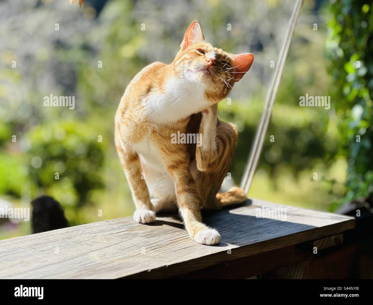 Cat in the sun hi-res stock photography and images - Alamy