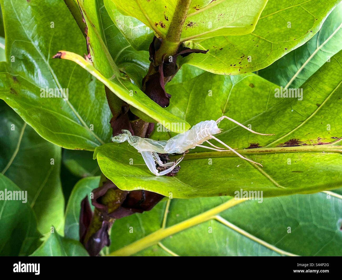 The prayer smartphone stock photos and images - Alamy