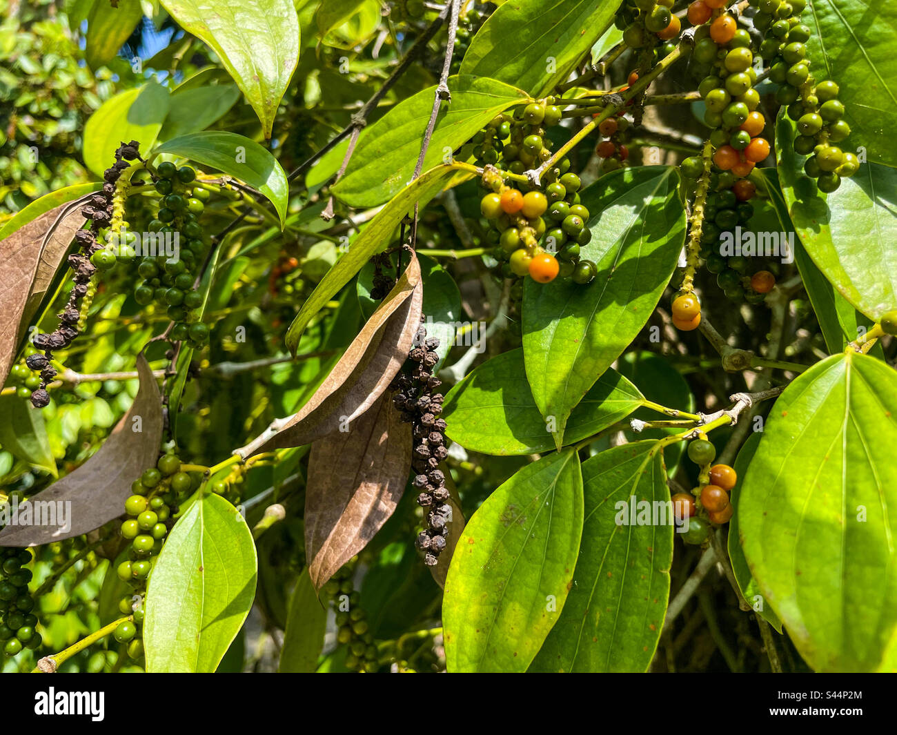 Fresh pepper corns Stock Photo - Alamy