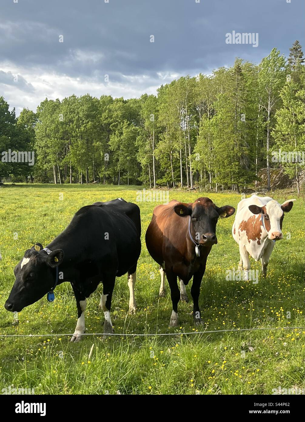 Farm animals cows hi-res stock photography and images - Alamy