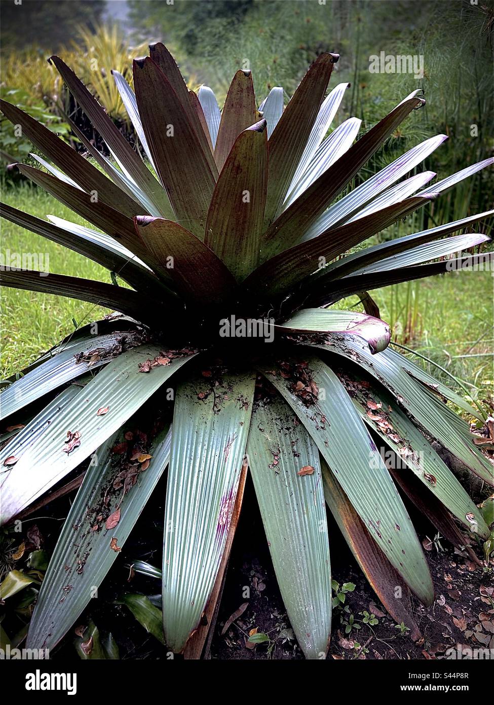 Huge cluster hi-res stock photography and images - Alamy