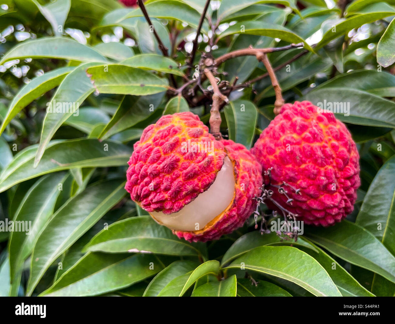 Volcanic fruit hi-res stock photography and images - Alamy