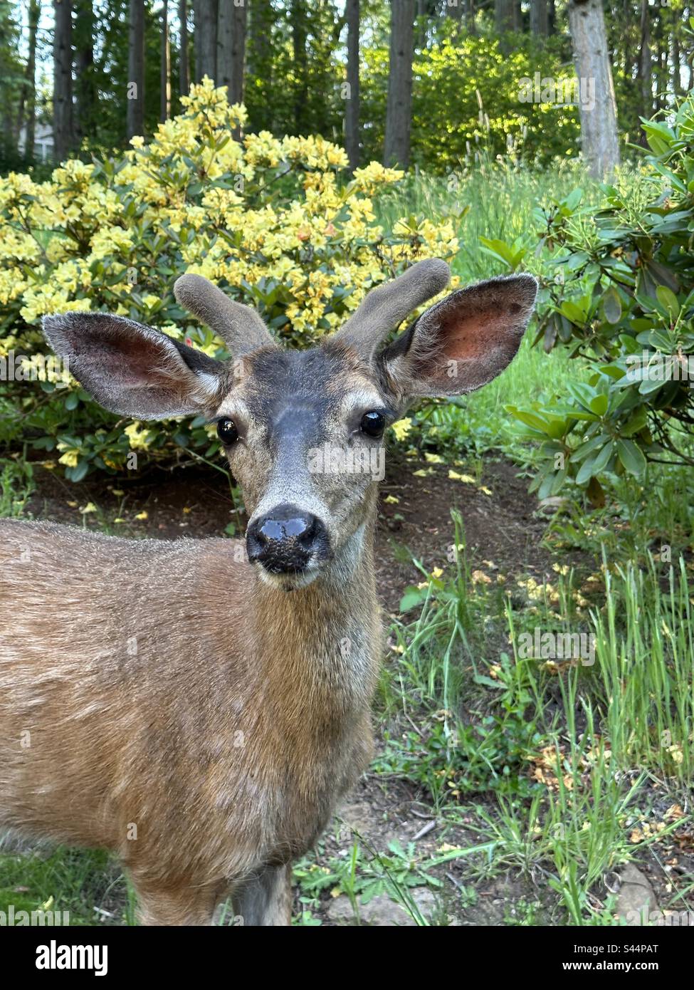 Fuzzy antlers hi-res stock photography and images - Alamy