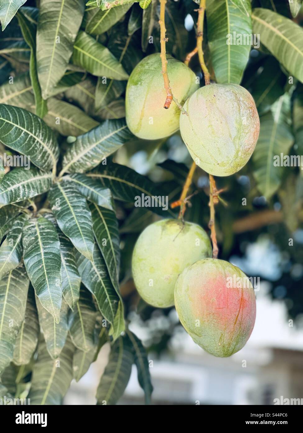 Mango pictures hi-res stock photography and images - Alamy