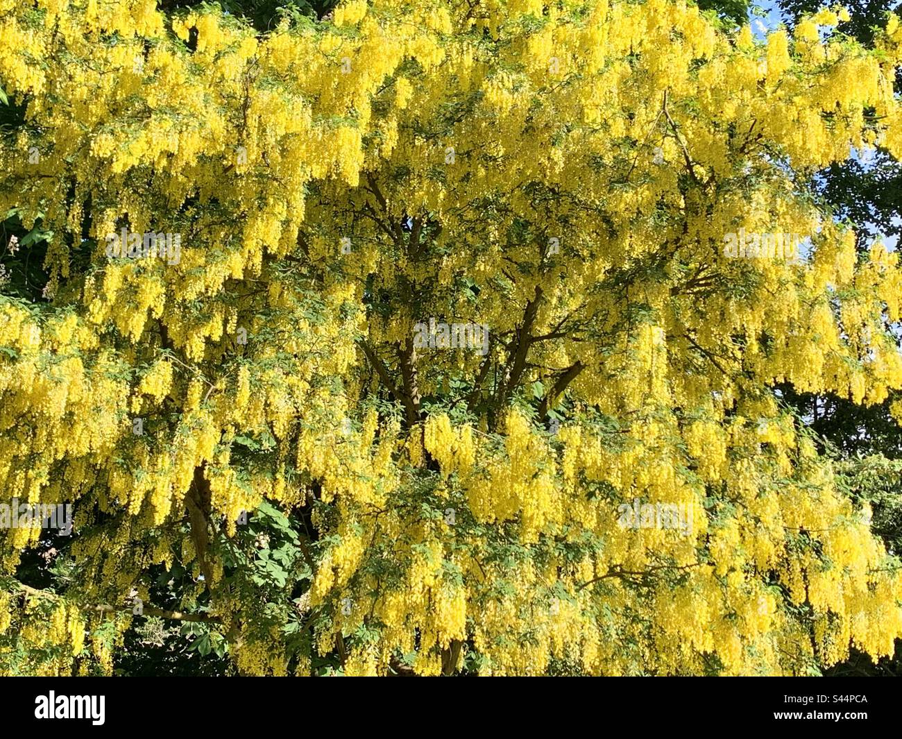 Vivid yellow Laburnum tree Stock Photo - Alamy