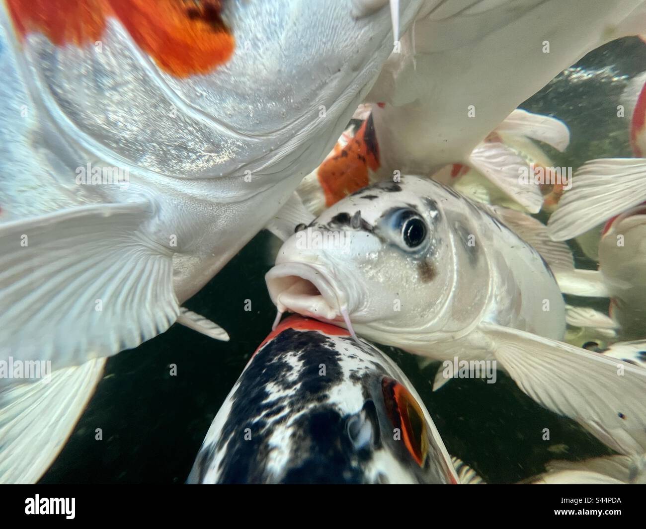 Amur carp hi-res stock photography and images - Alamy