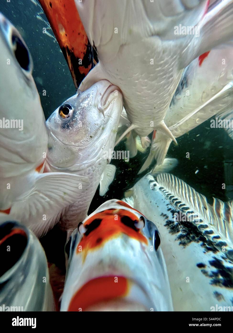 Amur carp hi-res stock photography and images - Alamy