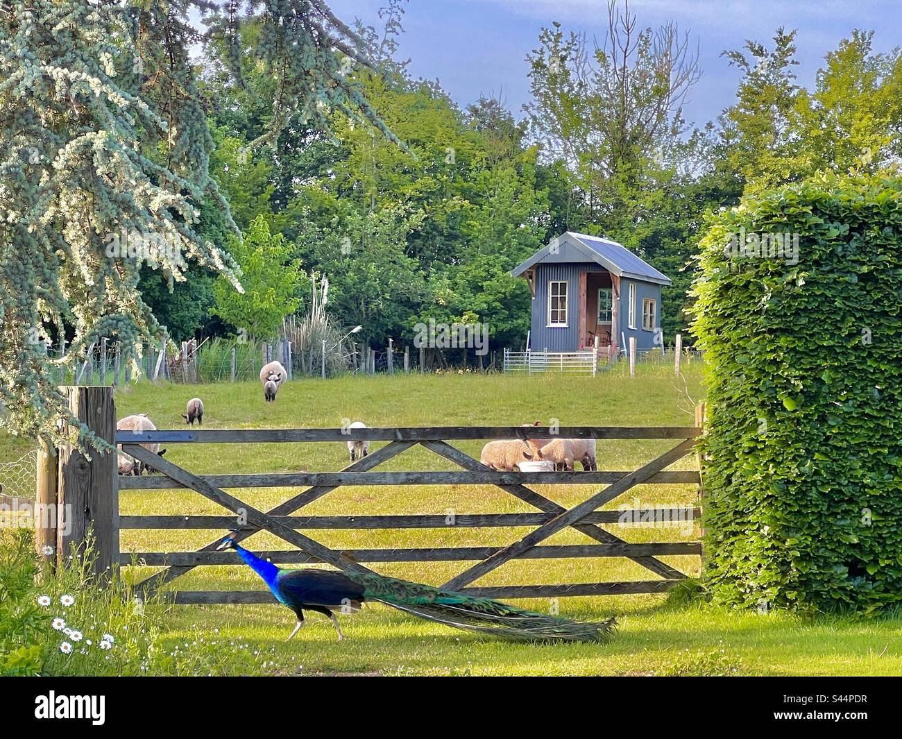 Gorgeous peacock walks in front of old wooden farm gate with sheep in a ...