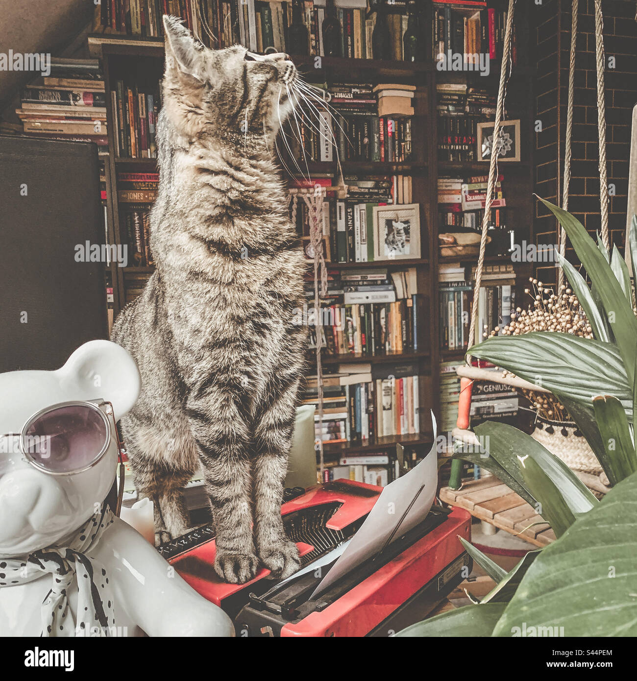 Book kitty hi-res stock photography and images - Alamy