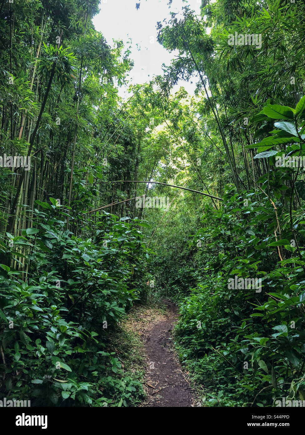 Hawaiian forest hi-res stock photography and images - Alamy
