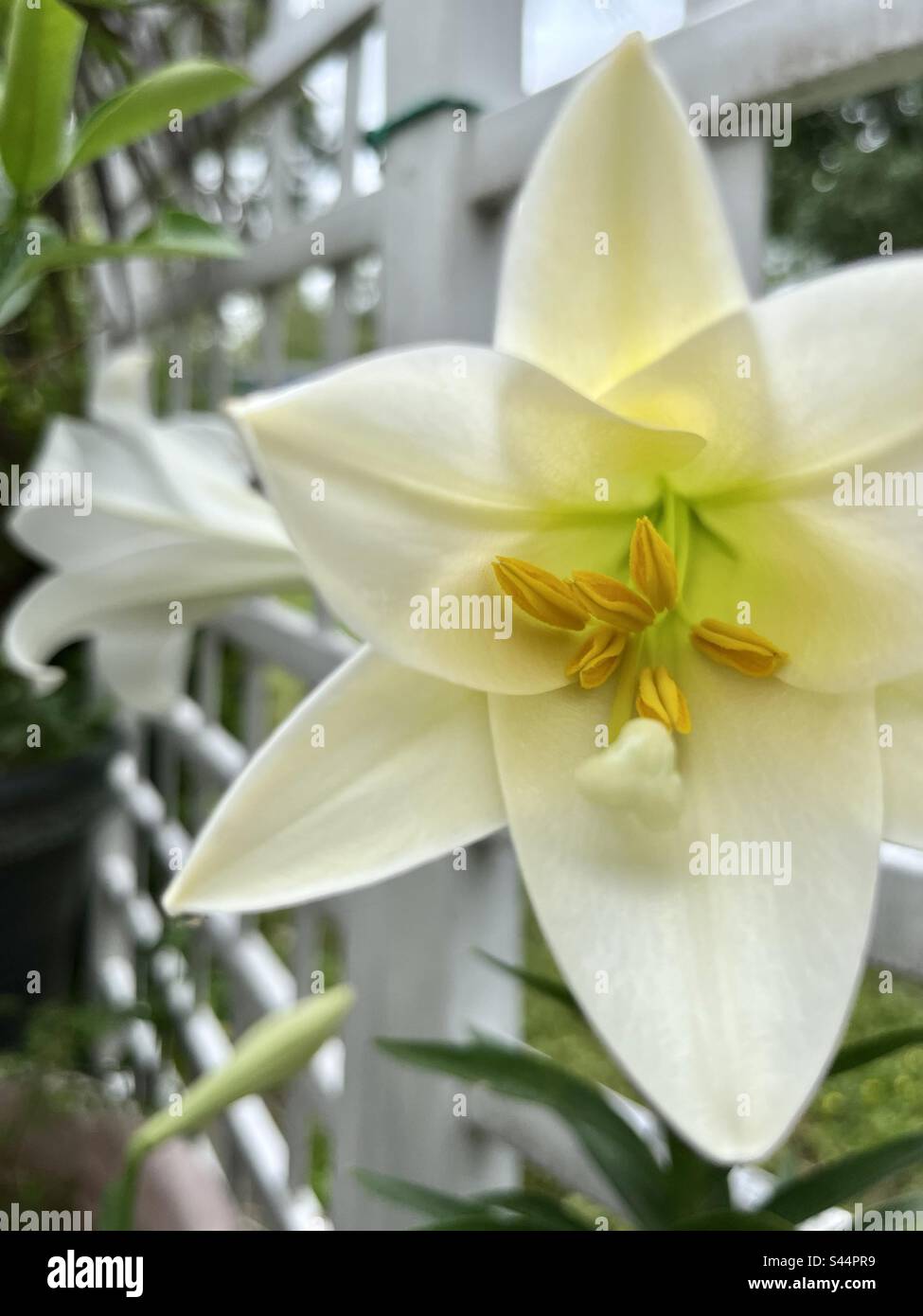 White lilly hi-res stock photography and images - Alamy