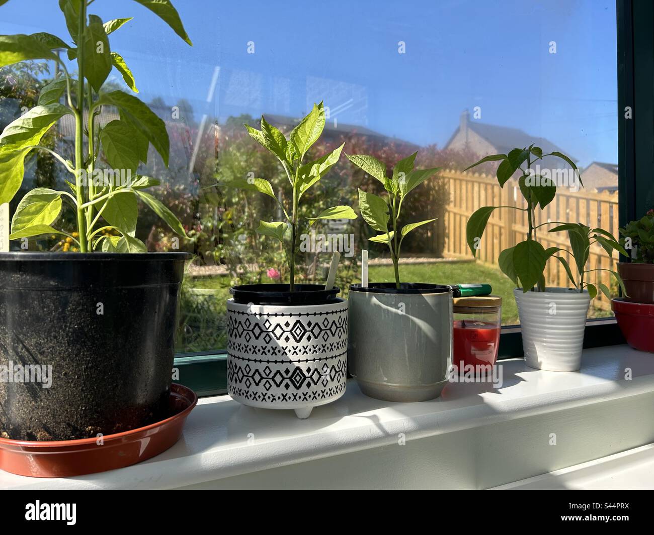 Bean plants all in a row in various pots on a window sill Stock Photo ...