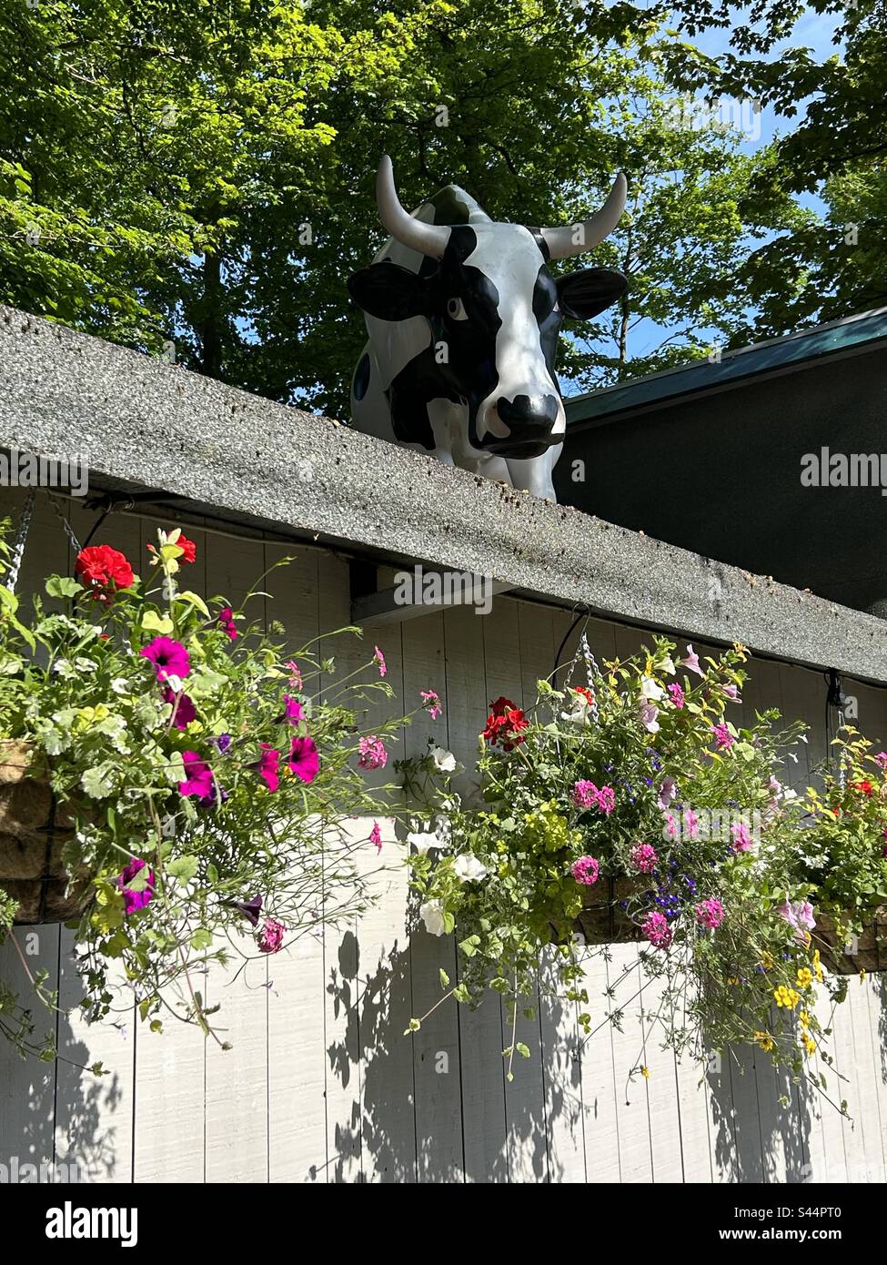 Black and white pretend cow on a roof with flowers in hanging baskets ...