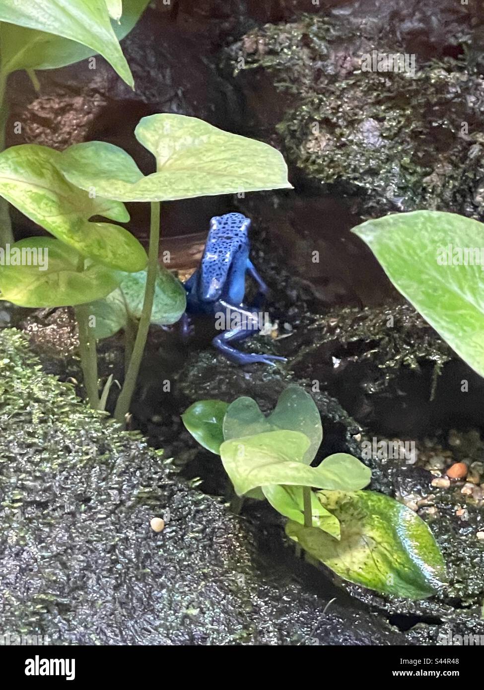 Froggy hi-res stock photography and images - Alamy