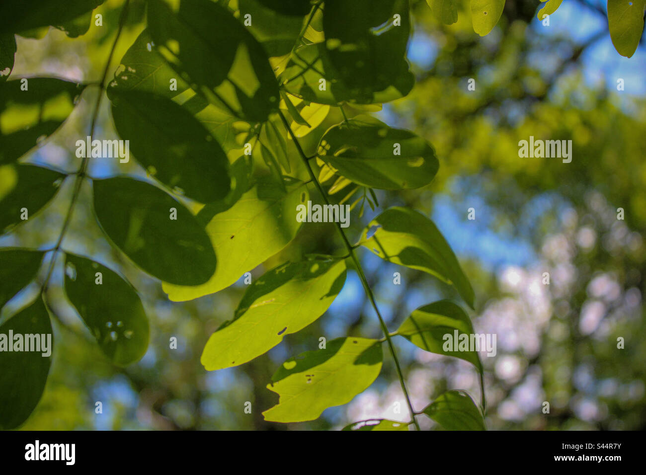 Sunlight through leaves hi-res stock photography and images - Alamy