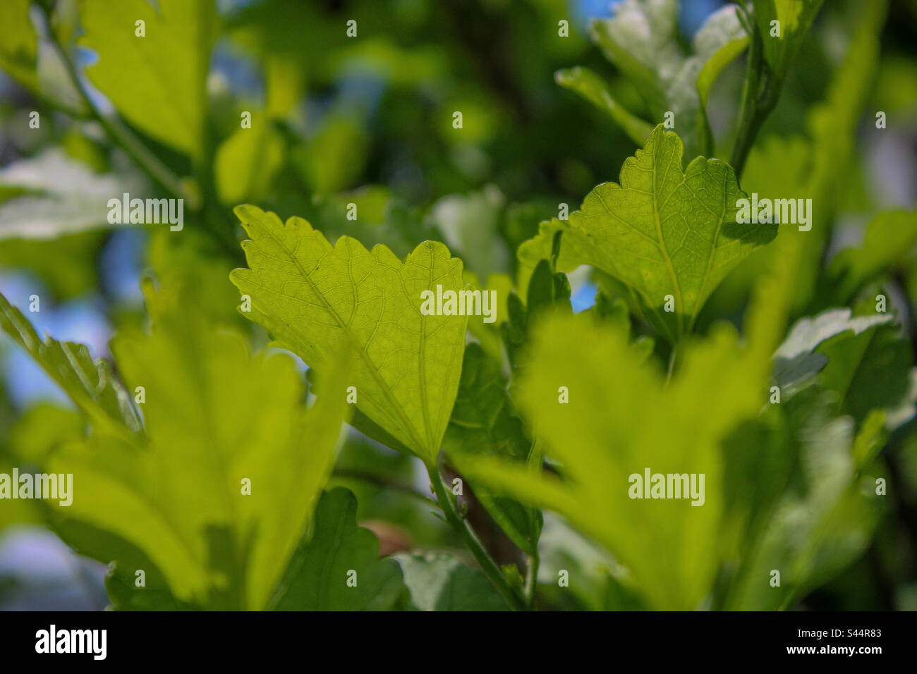 Rose of sharon hibiscus hi-res stock photography and images - Alamy