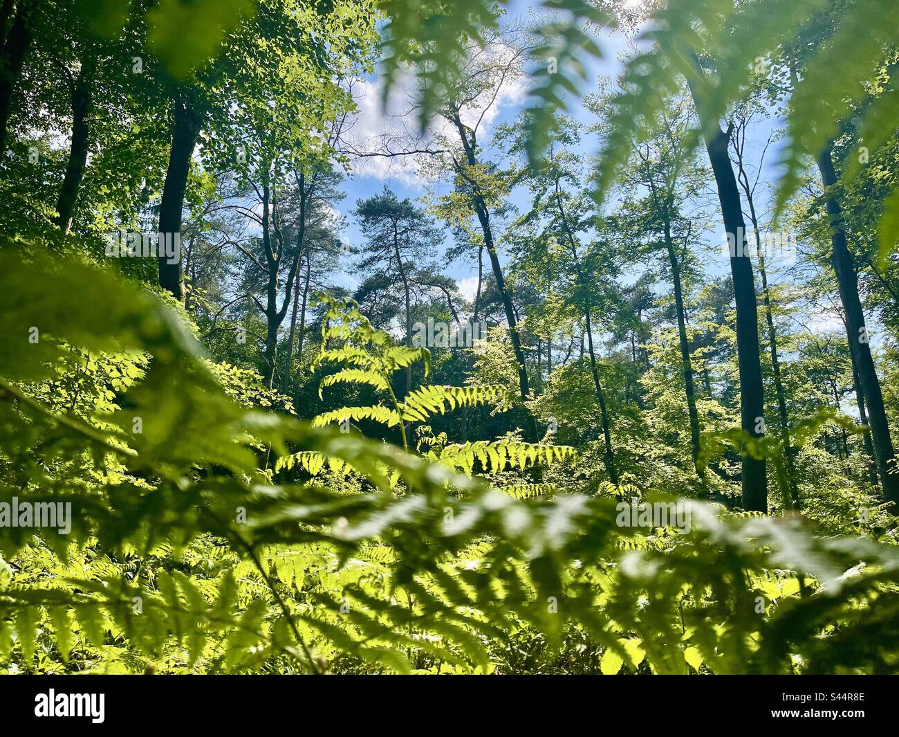 Large forrest hi-res stock photography and images - Alamy