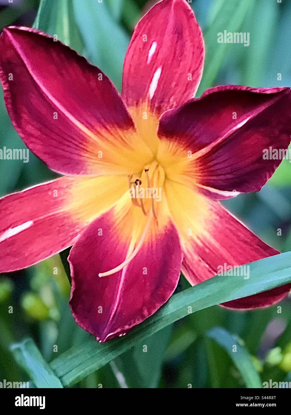 Two toned flower hi-res stock photography and images - Alamy