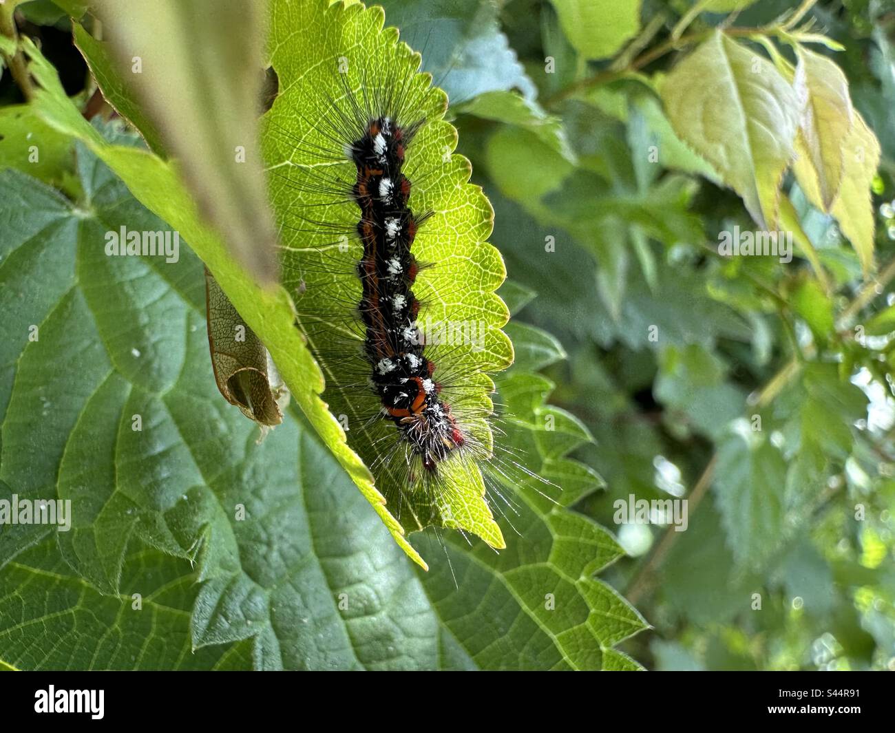 The yellow tail moth caterpillar hi-res stock photography and images ...