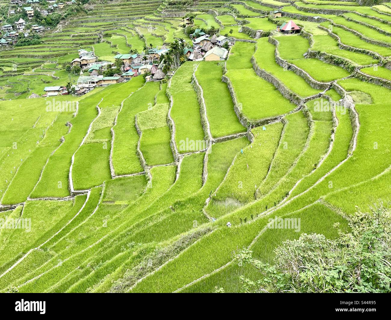 Batad rice terraces is a wonder of nature. An amphitheater of emerald ...