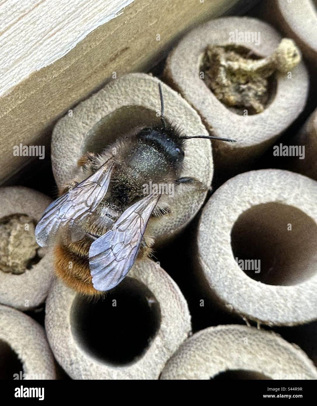 Best bee hi-res stock photography and images - Alamy